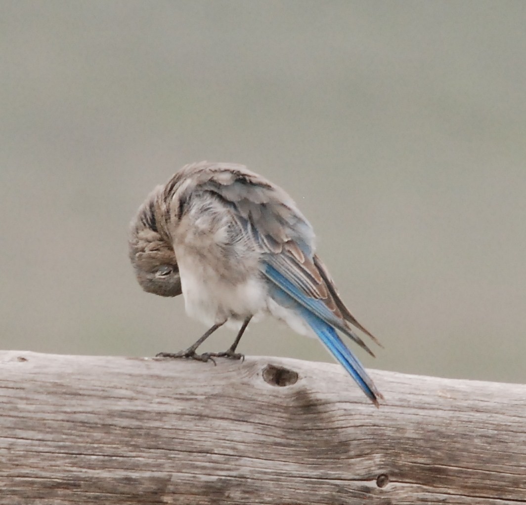 Birds of Madison County: Mountain Bluebirds of Madison County