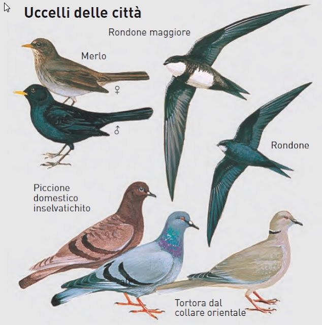 Il mondo in un giardino: Come riconoscere gli uccelli di città