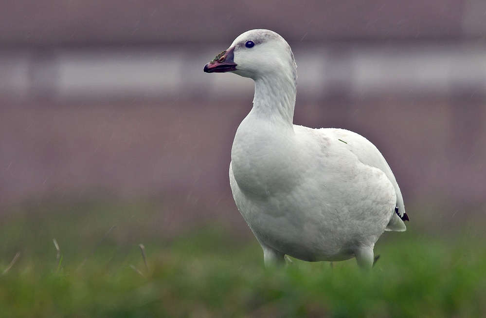 ROSS'S GOOSE