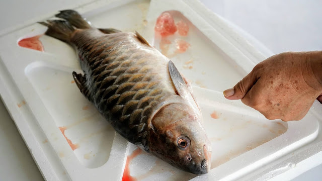 Where to Eat Empurau Most Expensive Unforgettable Fish in Singapore 忘不了 ...