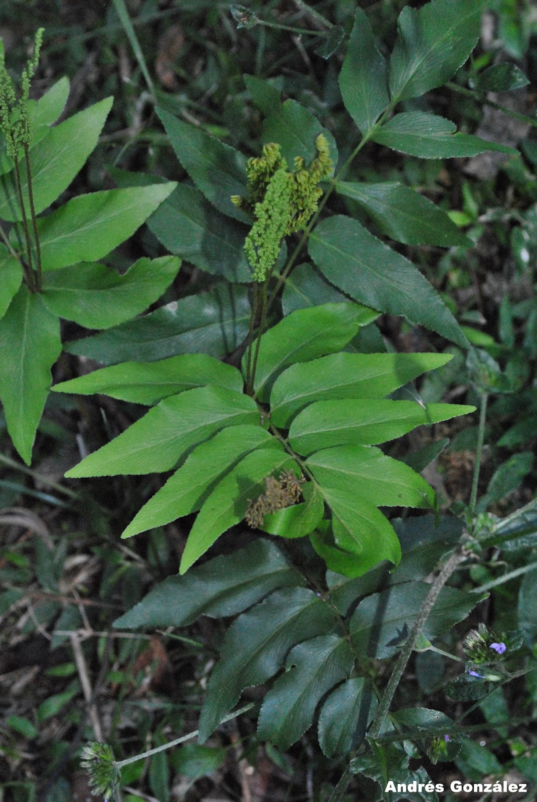 FOTOS DE FLORA NATIVA Y ADVENTICIAS DE URUGUAY : Anemia phyllitidis ...
