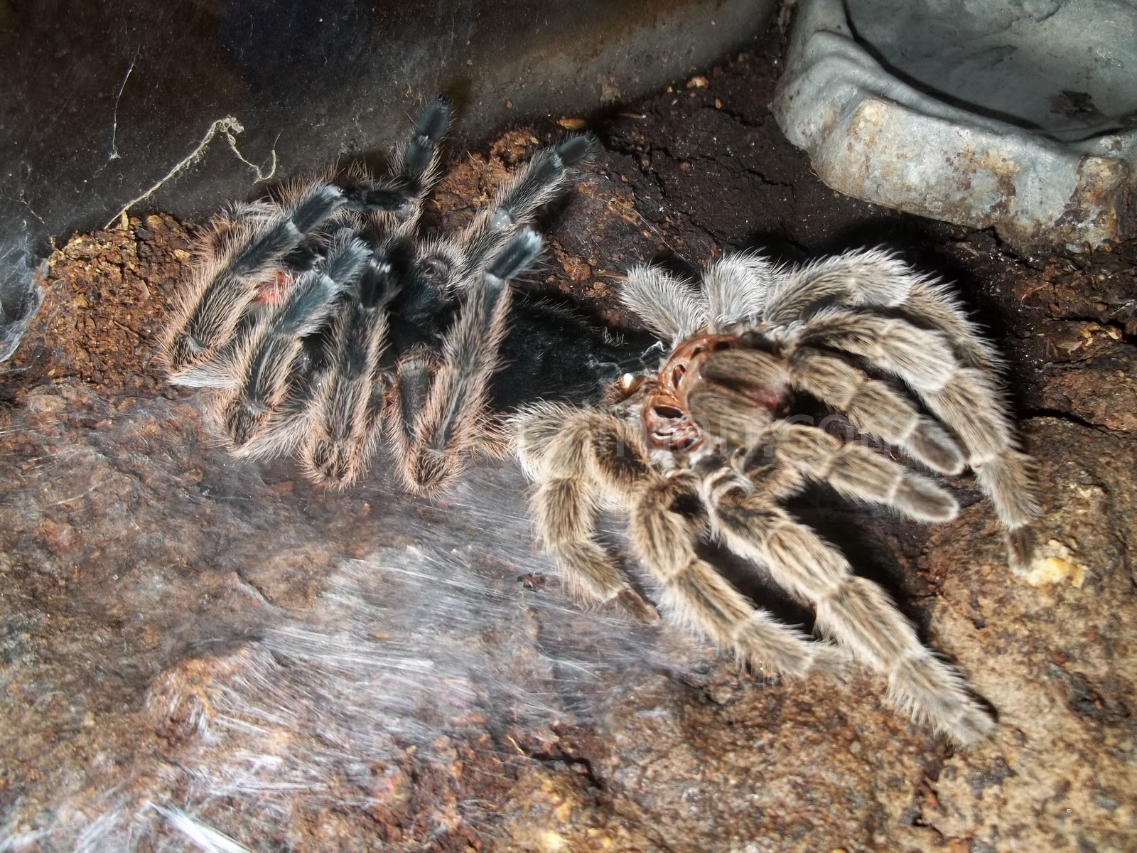 Metallman's Reverie: My Molting Tarantula