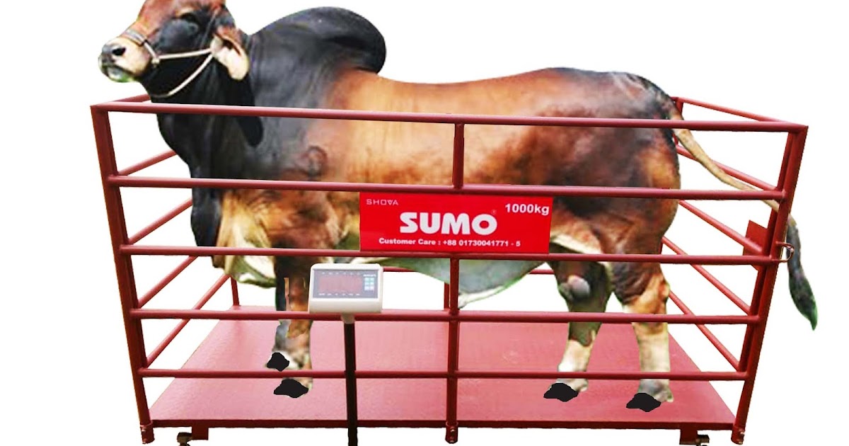 Sumo Animal Scale In Bangladesh