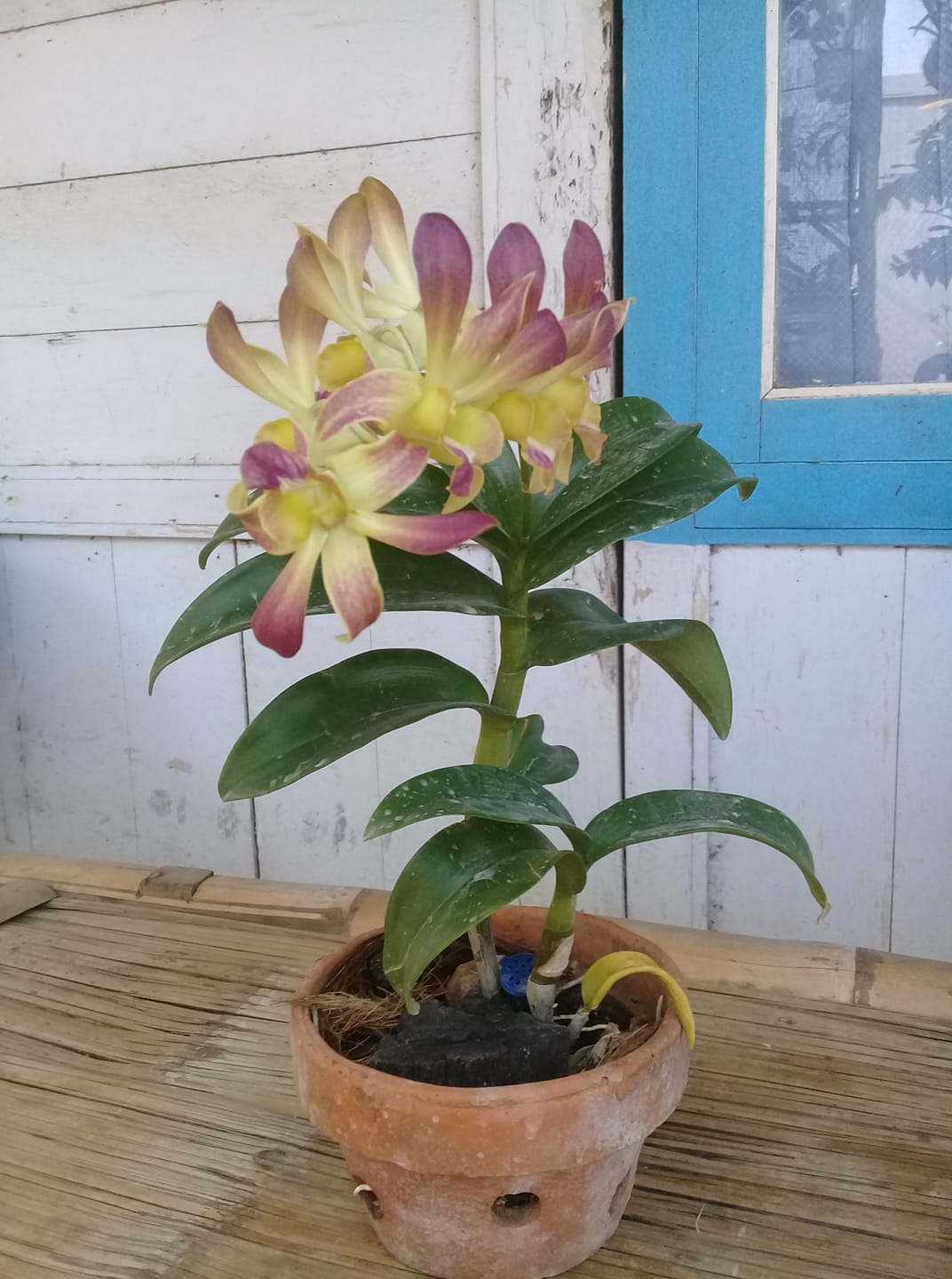 anggrek dendrobium Java Candy | cara menanam anggrek