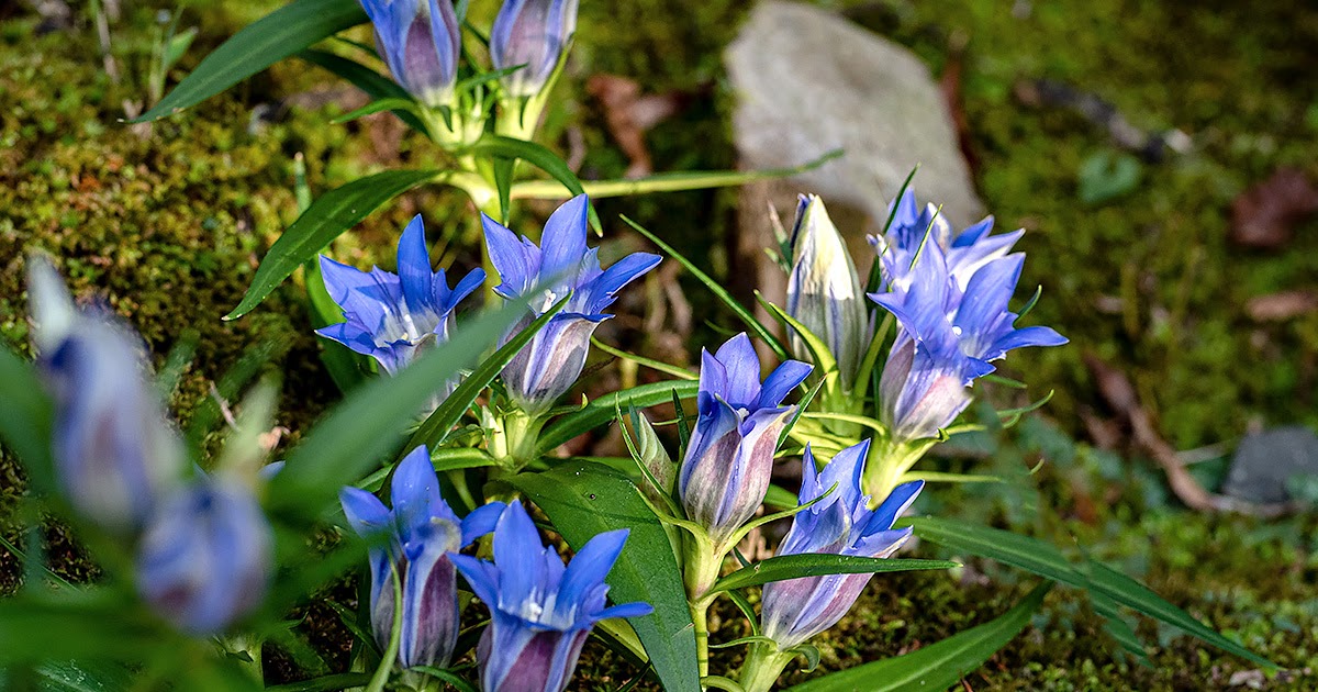 FROM THE GARDEN OF ZEN: Rindo (gentians) flowers: Kaizo-ji