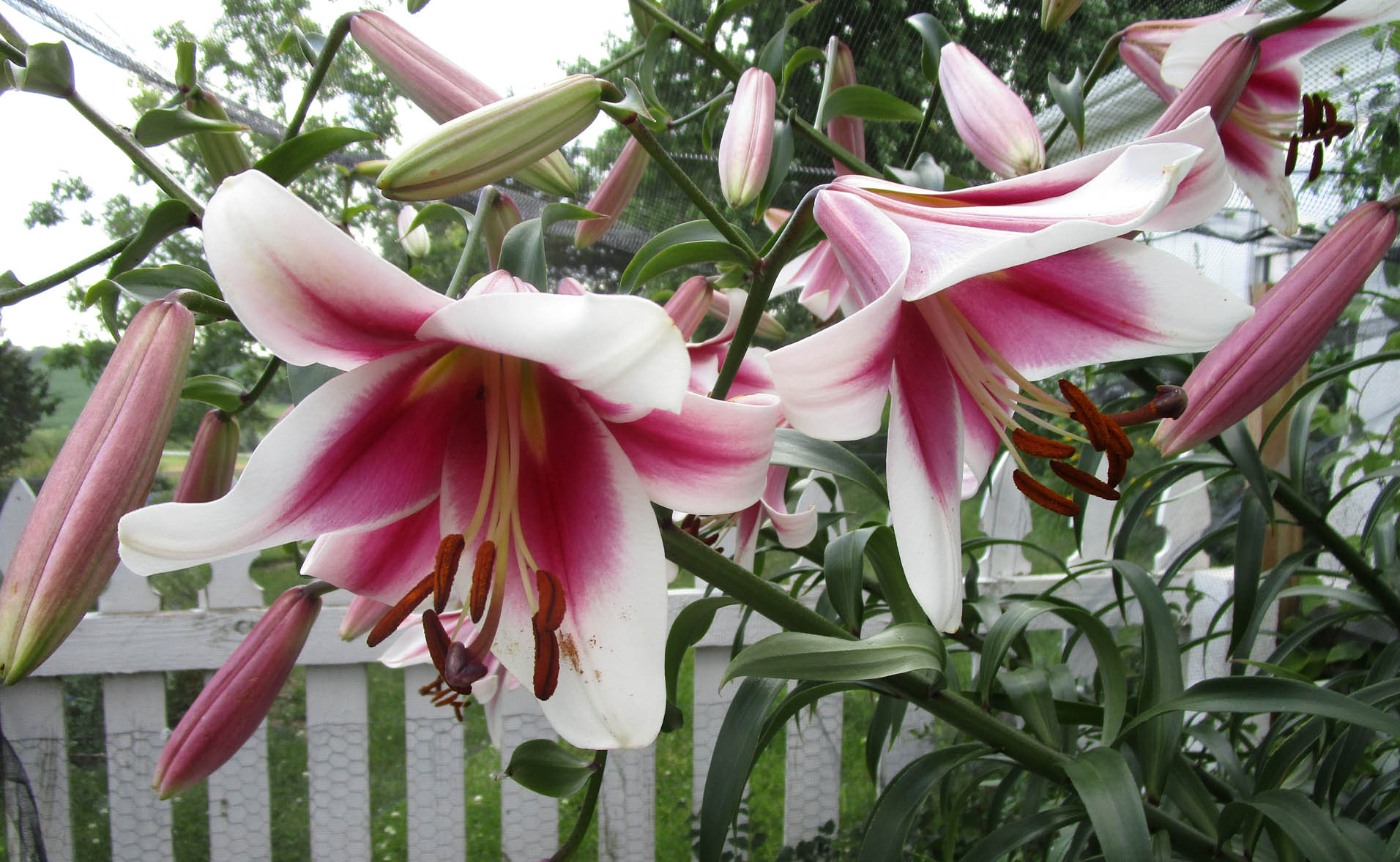 Garden Fancy: Lily Time!
