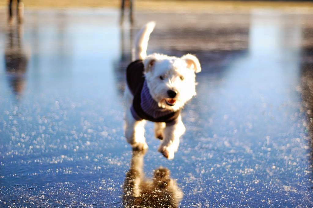 Dogs on Ice | The Ark In Space