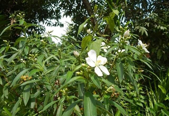 Khasiat Pokok Senduduk Putih Yang Ramai Tidak Tahu