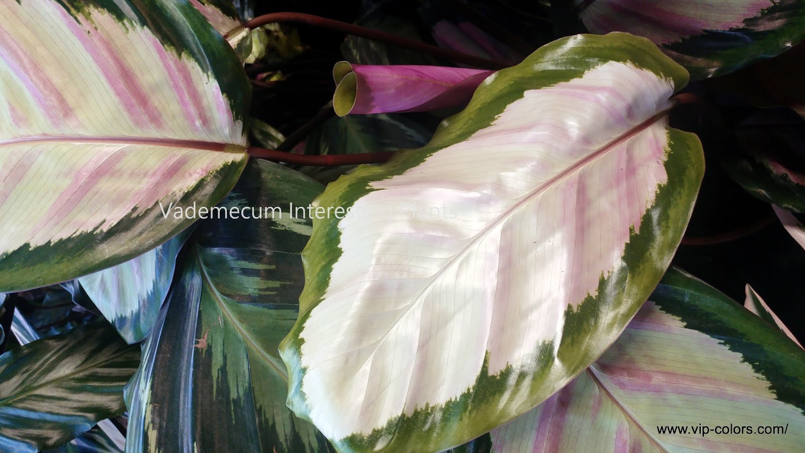 Vademecum Interesting Plants: Calathea ( soorten) - Kalatea, ostrzeszyn ...