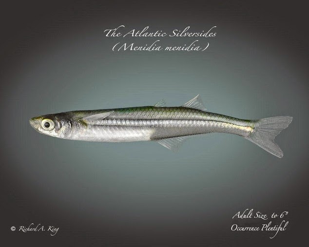 What a Wonderful World: USS Silversides Submarine Museum