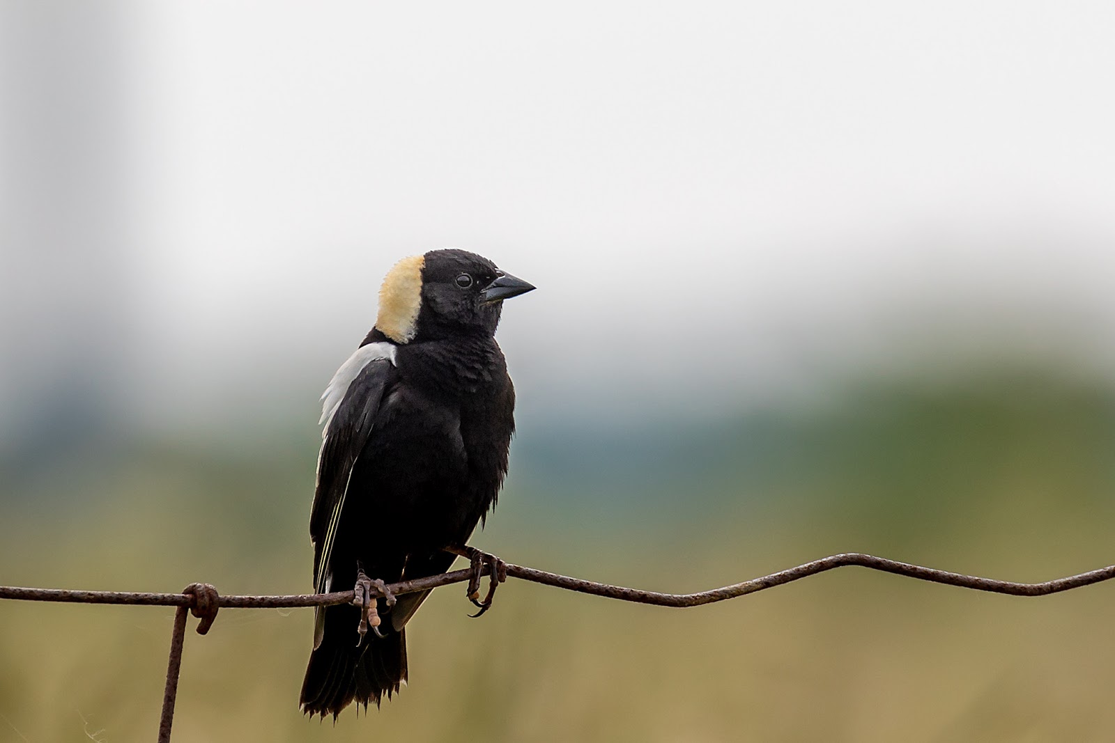 Bobolink.