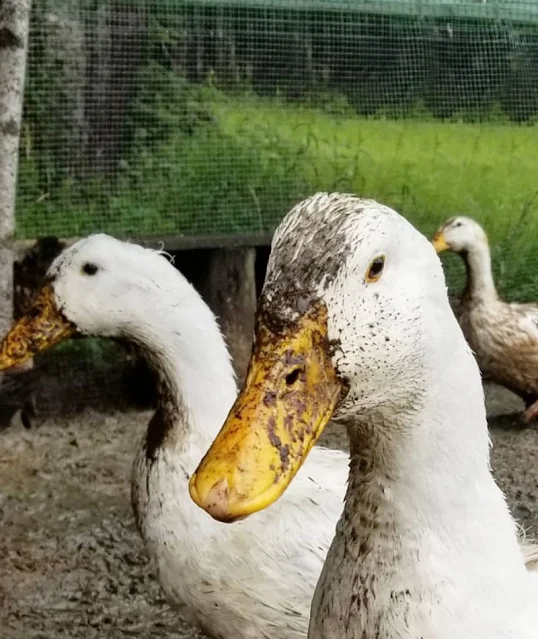 Treating and Preventing Wet Feather in Ducks - Fresh Eggs Daily® with ...