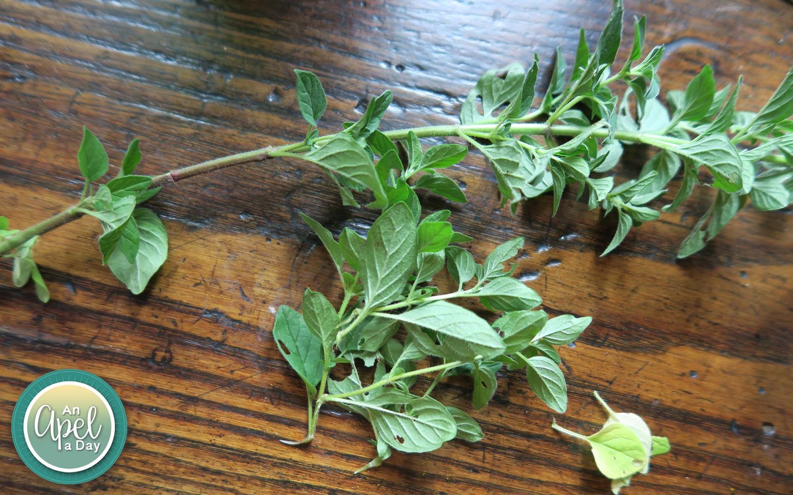 An Apel a Day: Drying Oregano and Making #Oregano Oil