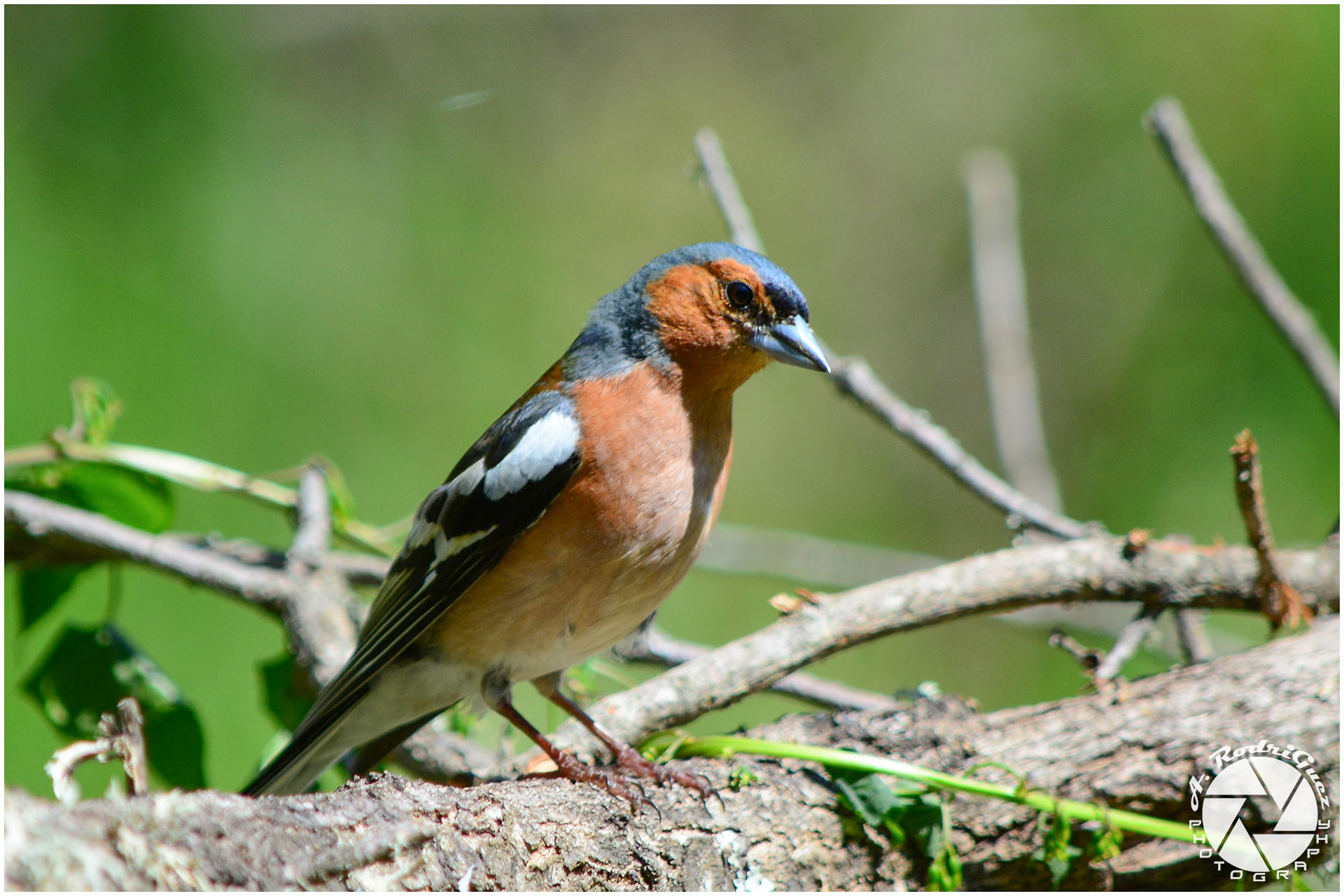 Naturaleza y Paisajes de España: Pinzón común (Fringilla coelebs)