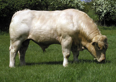 Bull - Wild Life Planet