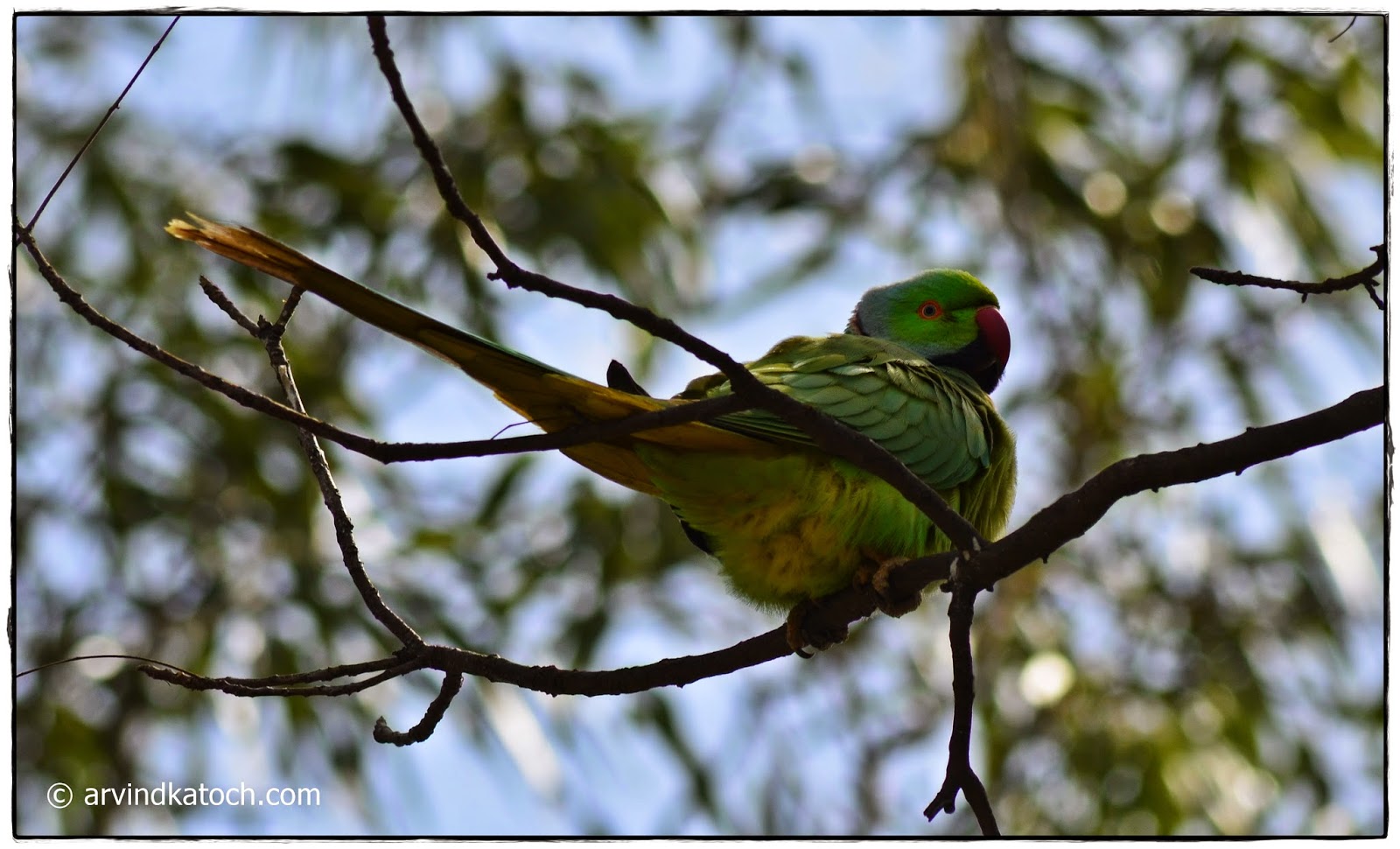 Rose-ringed (Indian) Parakeet (Parrot) Pictures and Detail (Psittacula ...