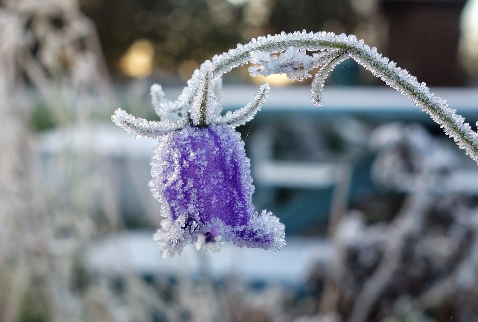 Urban Pollinators: Frozen beauties: Flowers in winter