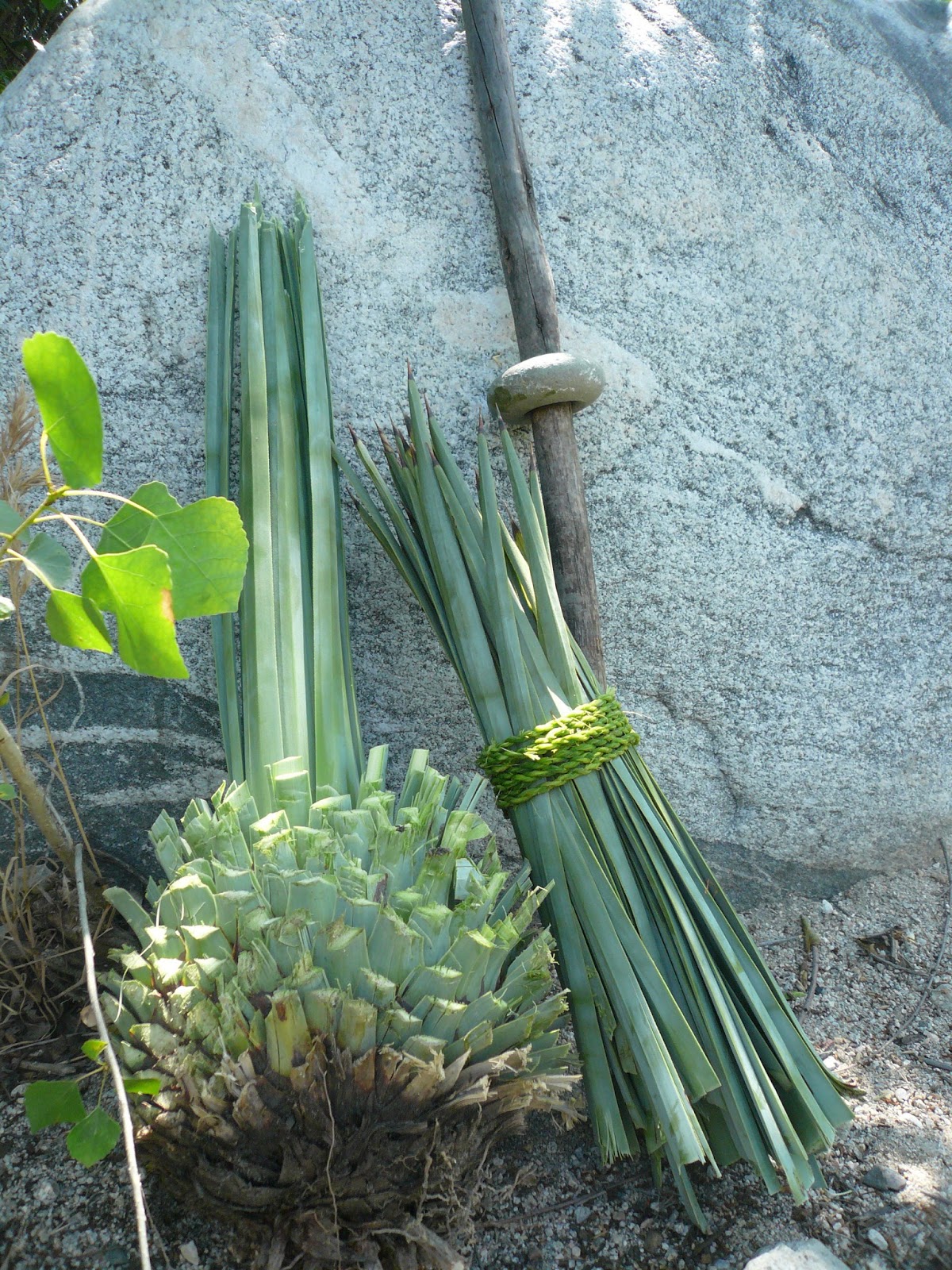 Countryman: Foraging California's Wild Side: Fried Yucca Blooms: An ...