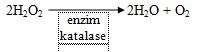 Faktor-Faktor yang Memengaruhi Enzim Katalase - Ilmu Sekolah