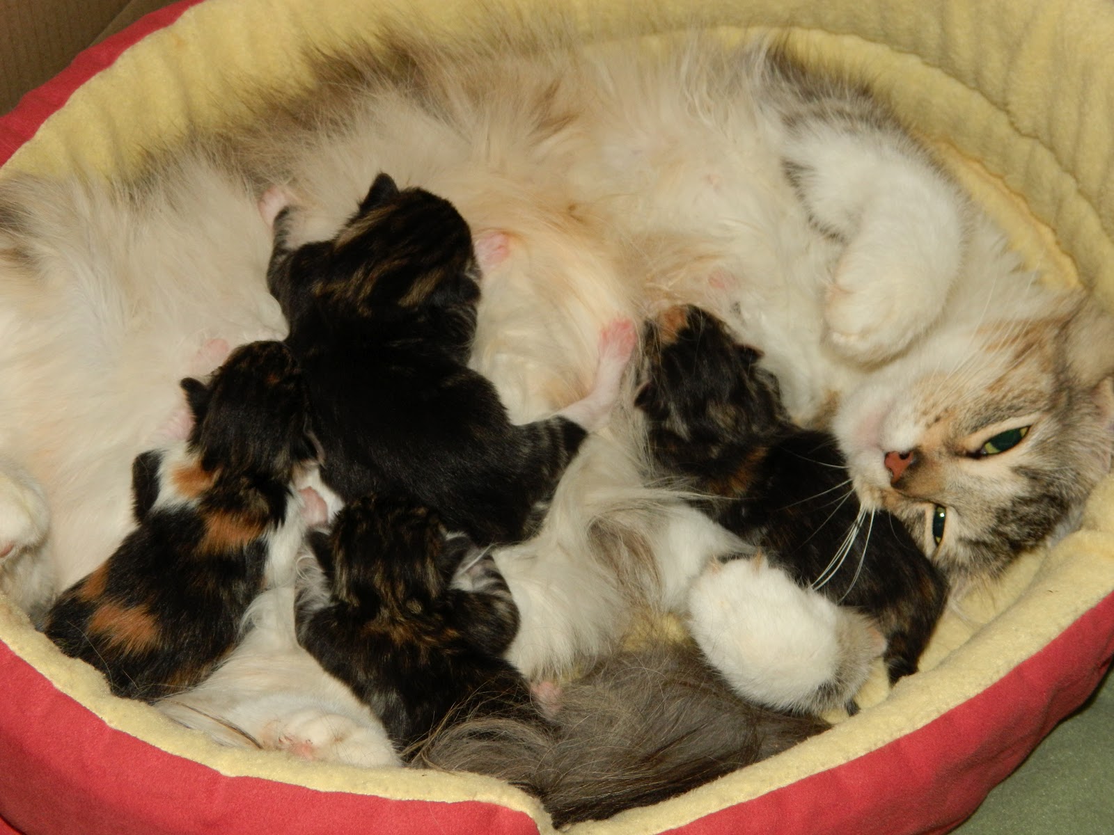 Vaidurya Norwegian Forest Cats: Norwegian Forest Cats - The first ...