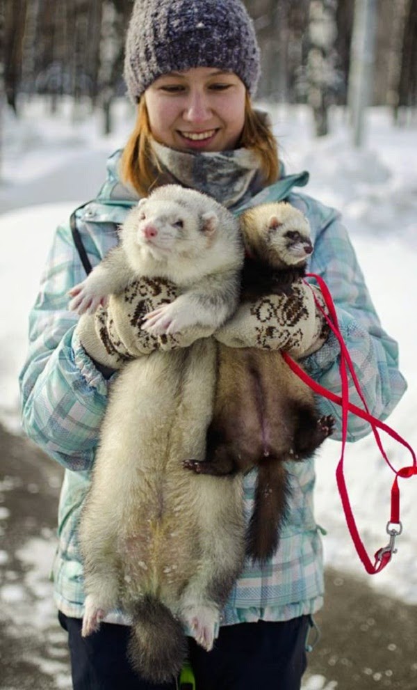 フェレットとネコと仲良し生活ブログ: フェレットって、どこまで大きくなるの？？？