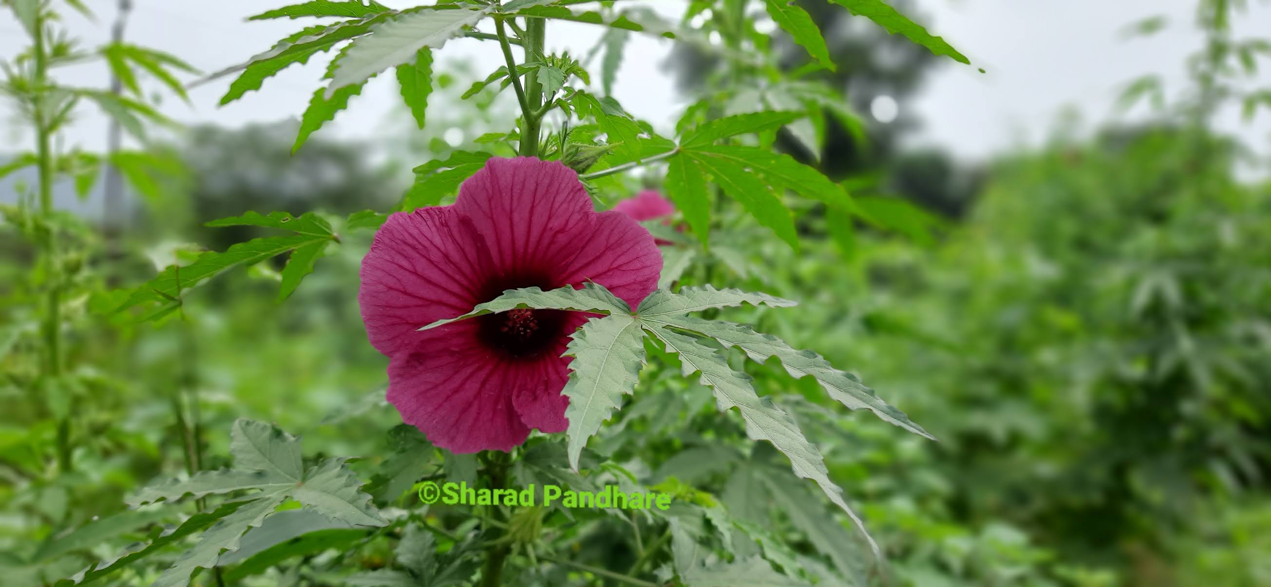 Sharad Pandhare's Educational Blog: Incredible Nature