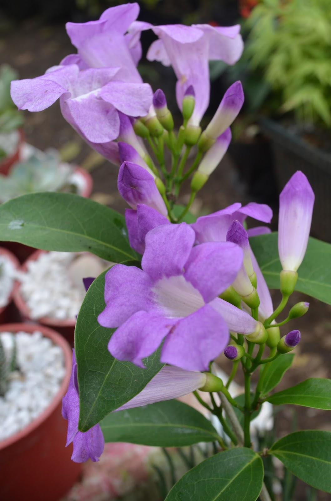 Mahogany Market at Tagaytay