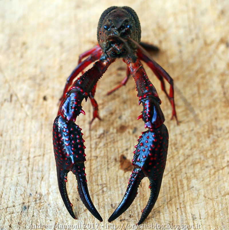 Procambarus clarkii, il gambero della Louisiana - Una tremenda minaccia ...