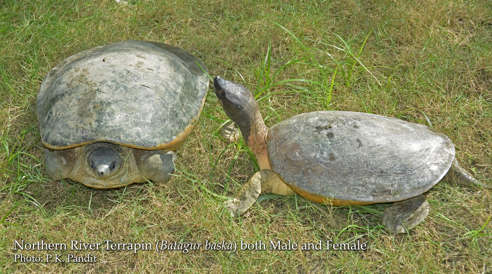 Sundarbans: Batagur baska (River terrapin)