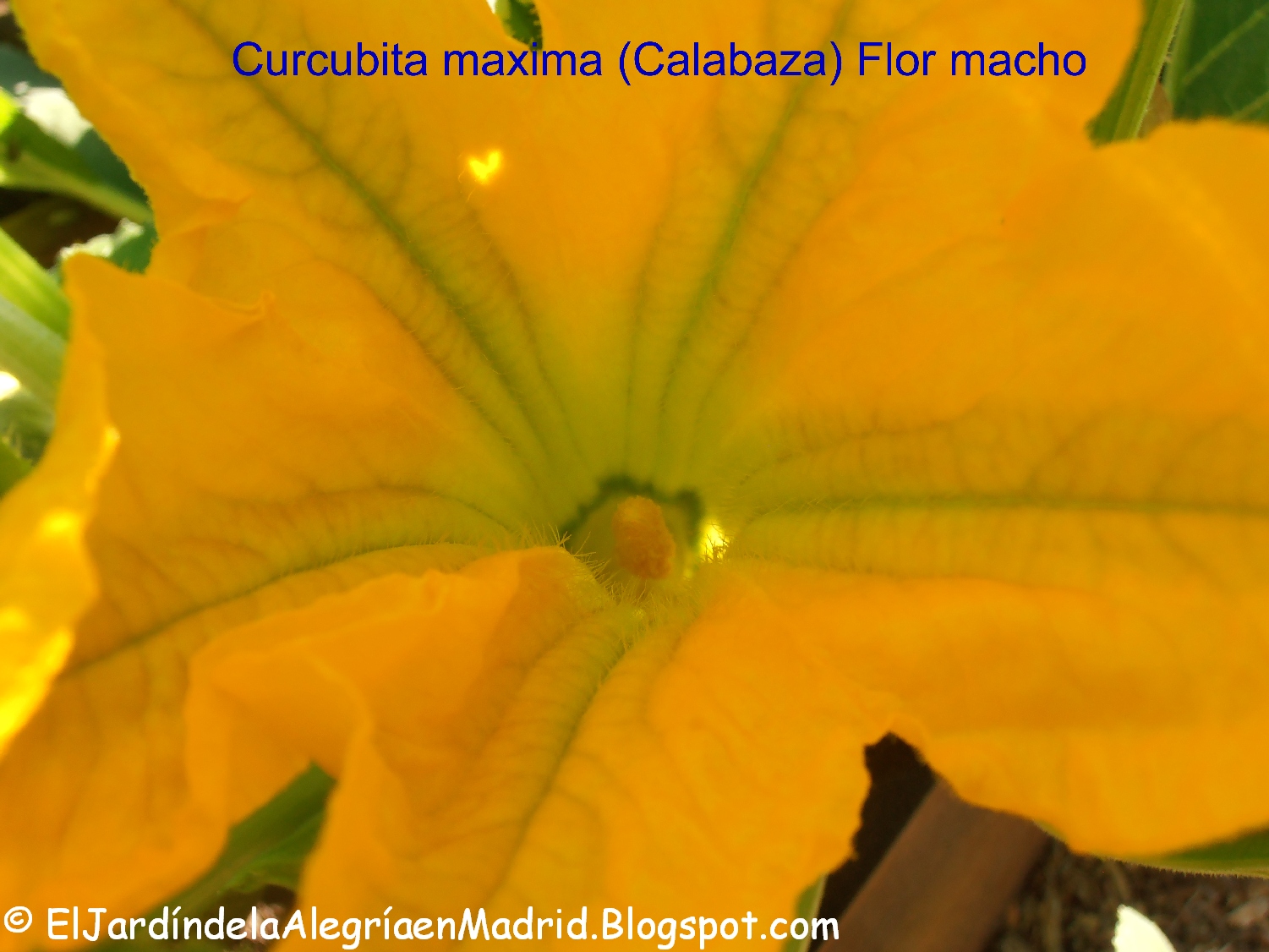 El jardín de la alegría : Flores macho y hembra de Curcubita maxima ...