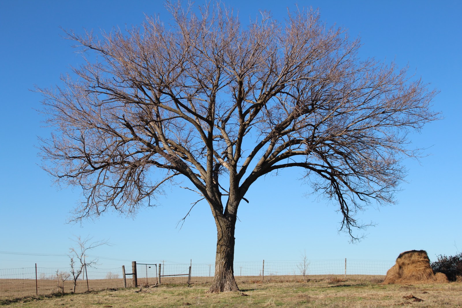 Oklahoma Landscape