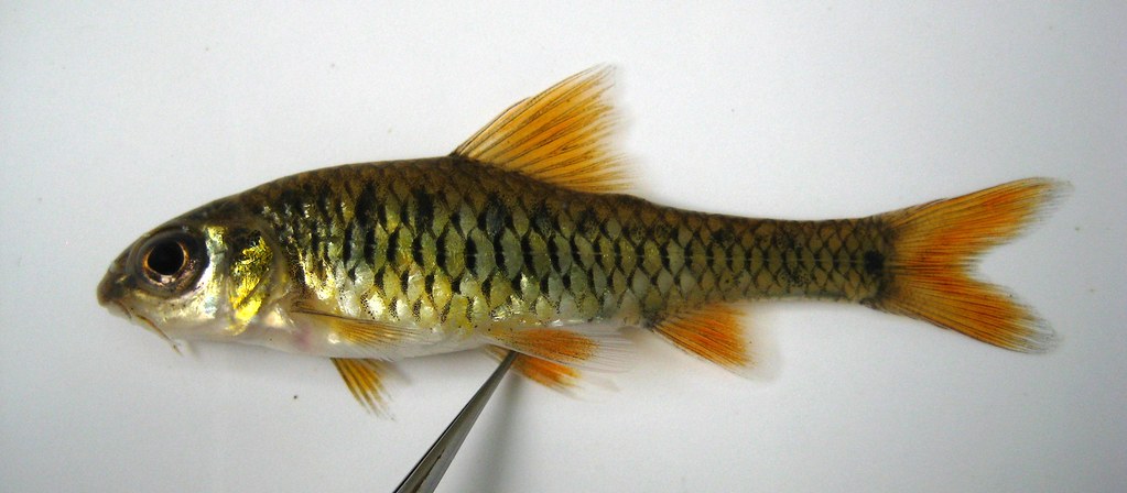 Artes de Pesca: ACTINOPTERYGII