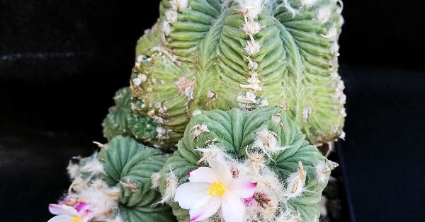 o jardineiro azelha: Aztekium ritteri