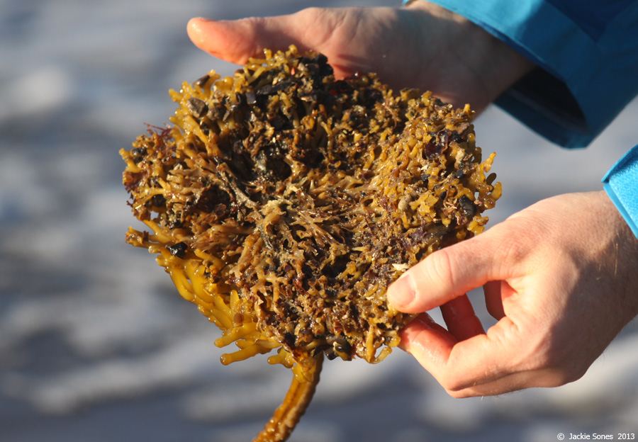 The Natural History of Bodega Head: Home is where your holdfast is