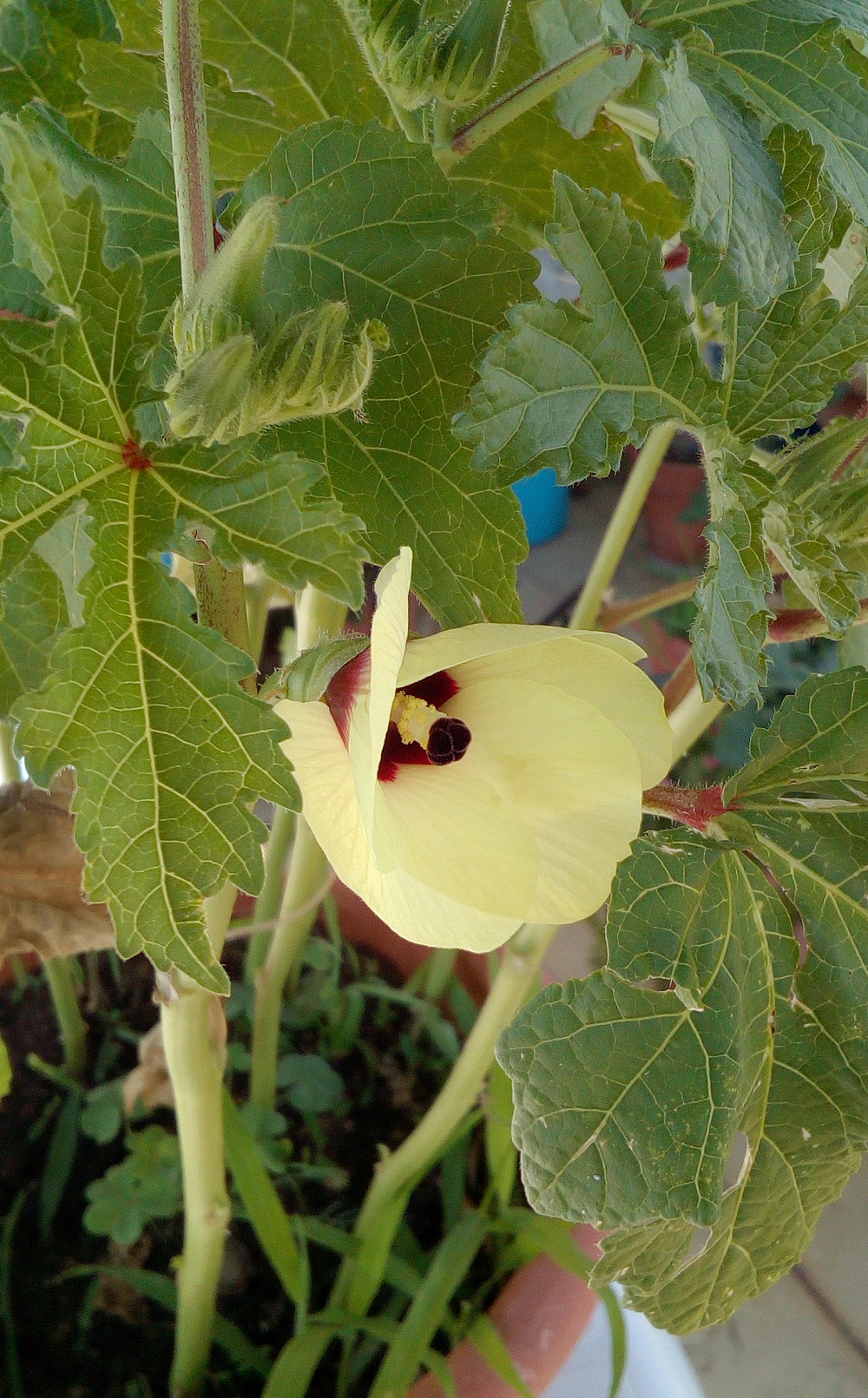 Plantas para hombres: flor