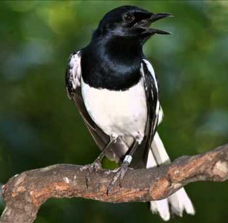 World Animal Beauti And Funny: Kacer Bird Pot Rooster Sound Beauty Animals