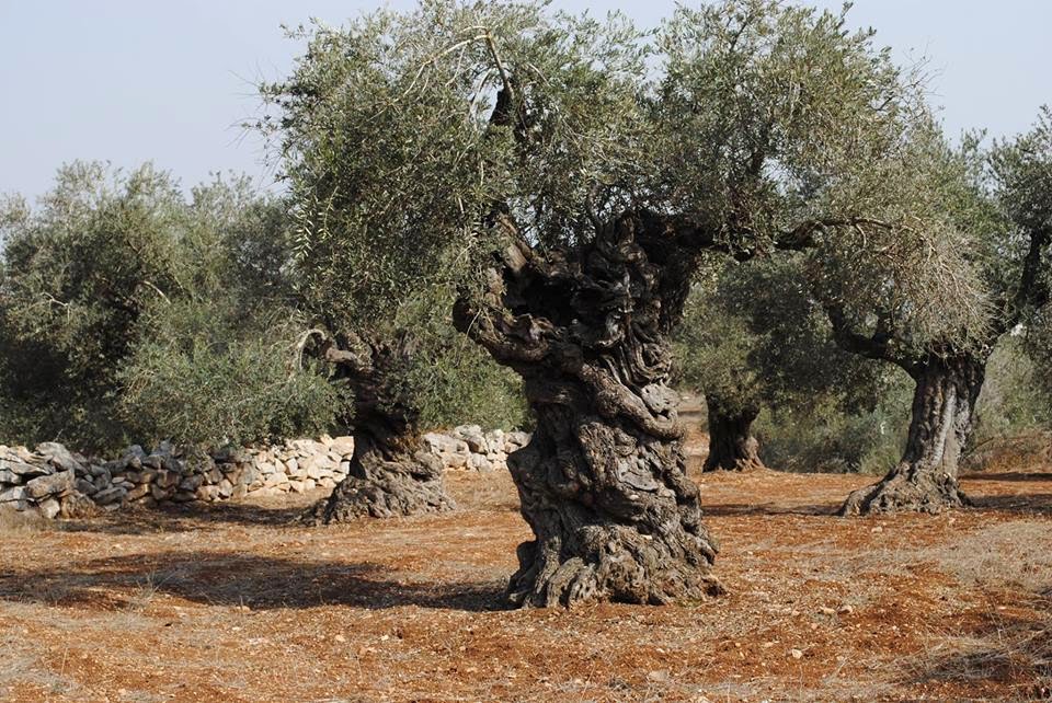 Annie's New Letters (& notes): In #Palestine #Olive Trees witnessed ...