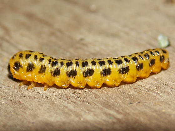 Springfield Plateau: Strange Larvae