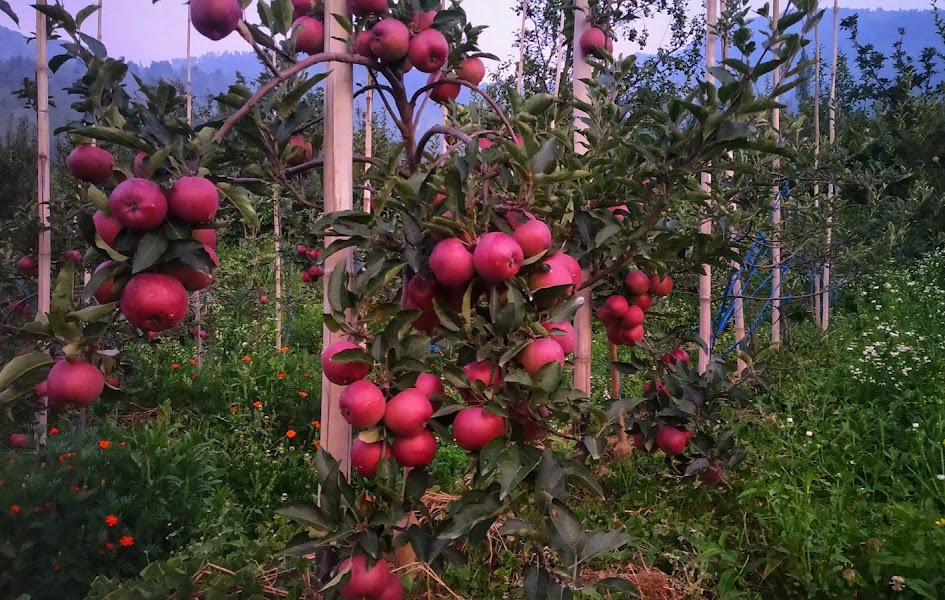 UNEXPLORED PLACES IN HIMACHAL PRADESH:BEYOND KUFRI AND MANALI