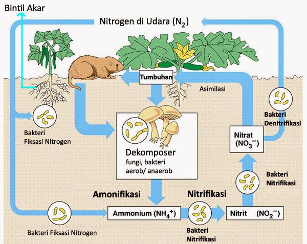 Siklus Biogeokimia Daur Nitrogen Pdf Software - IMAGESEE Siklus Biogeokimia Daur Nitrogen Pdf Software - IMAGESEE