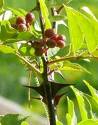 Herbs-Treat and Taste: TOOTHACHE TREE - INFORMATION : HEALTH BENEFITS ...