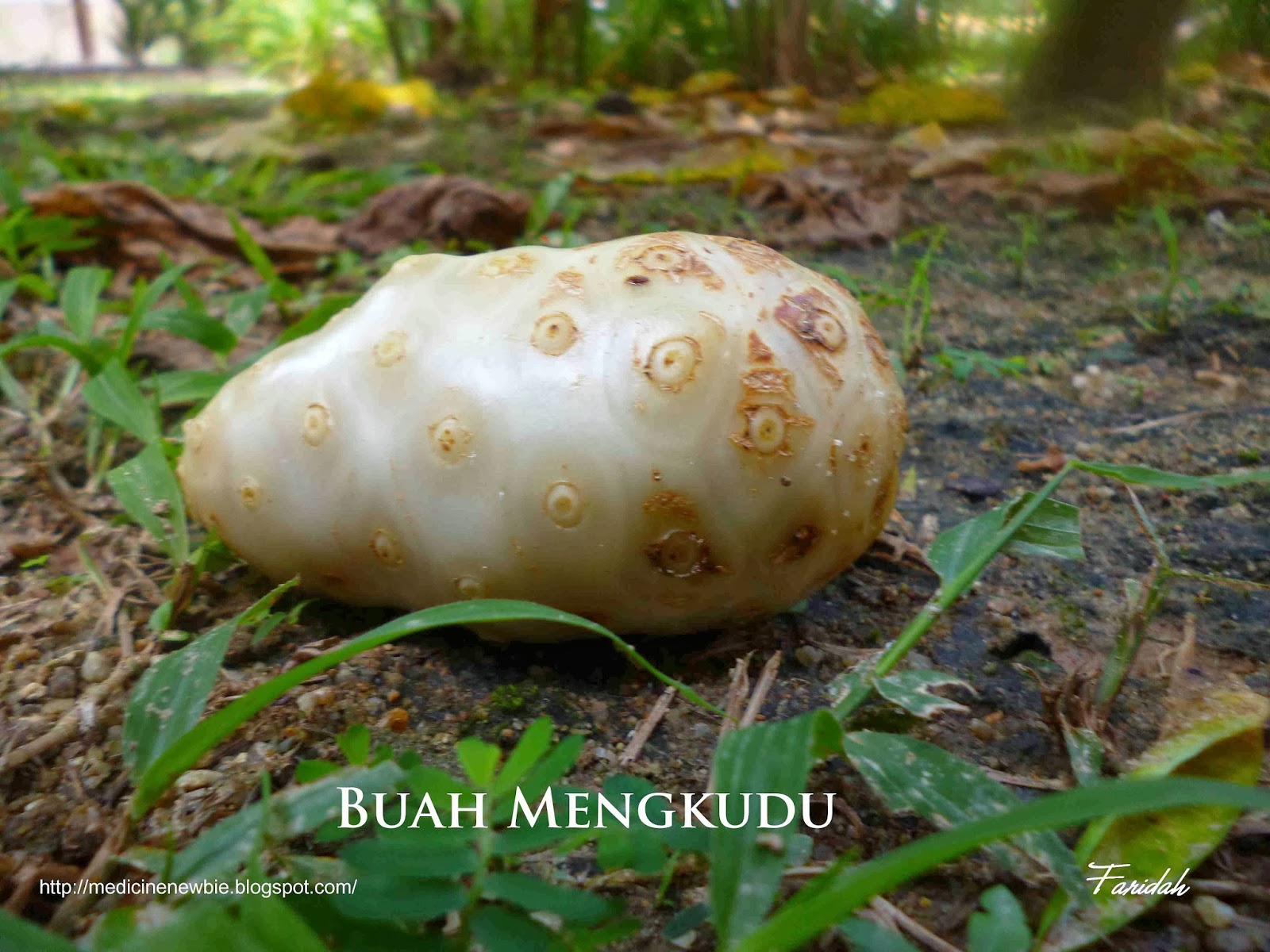 Medicine Newbie: Mengkudu