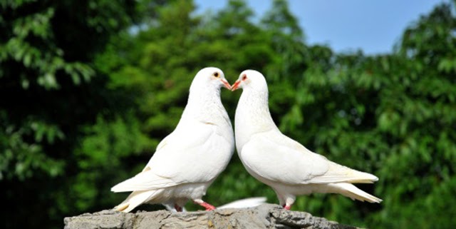 8.1.3.2. Budidaya Merpati - prapedia.com