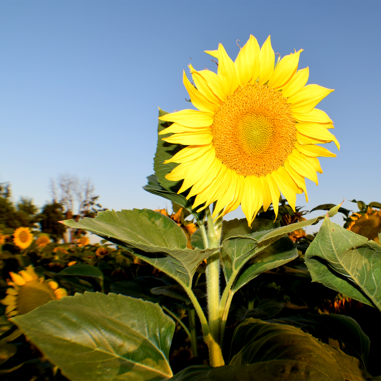 Adventures through Photography: From Spring to Summer Sun! Sunflowers ...