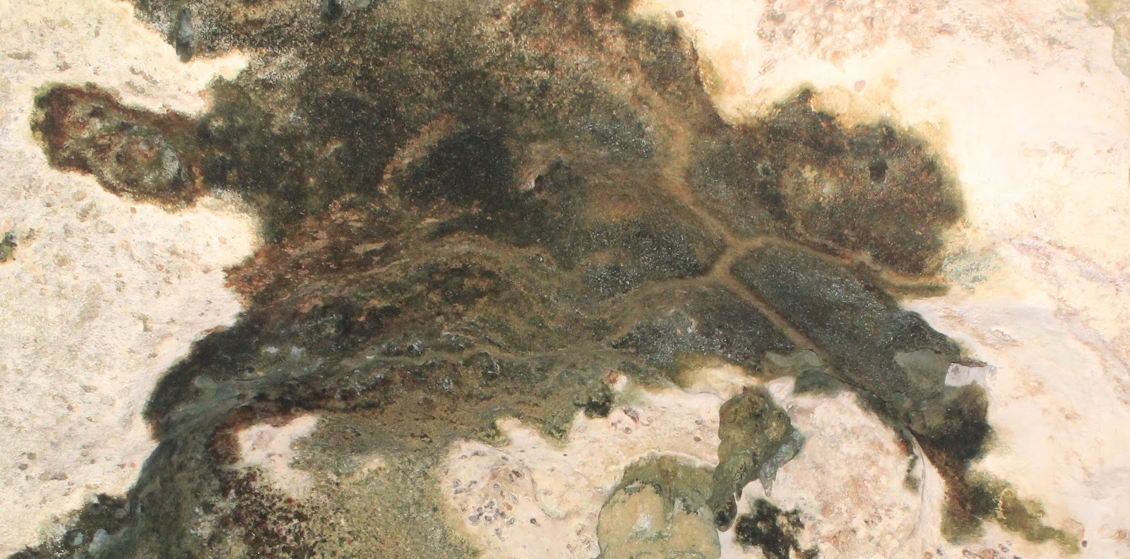 tabon man - philippin news collections