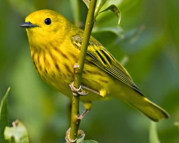 Macaroni: Spring Warbler Migration - Wood Lake