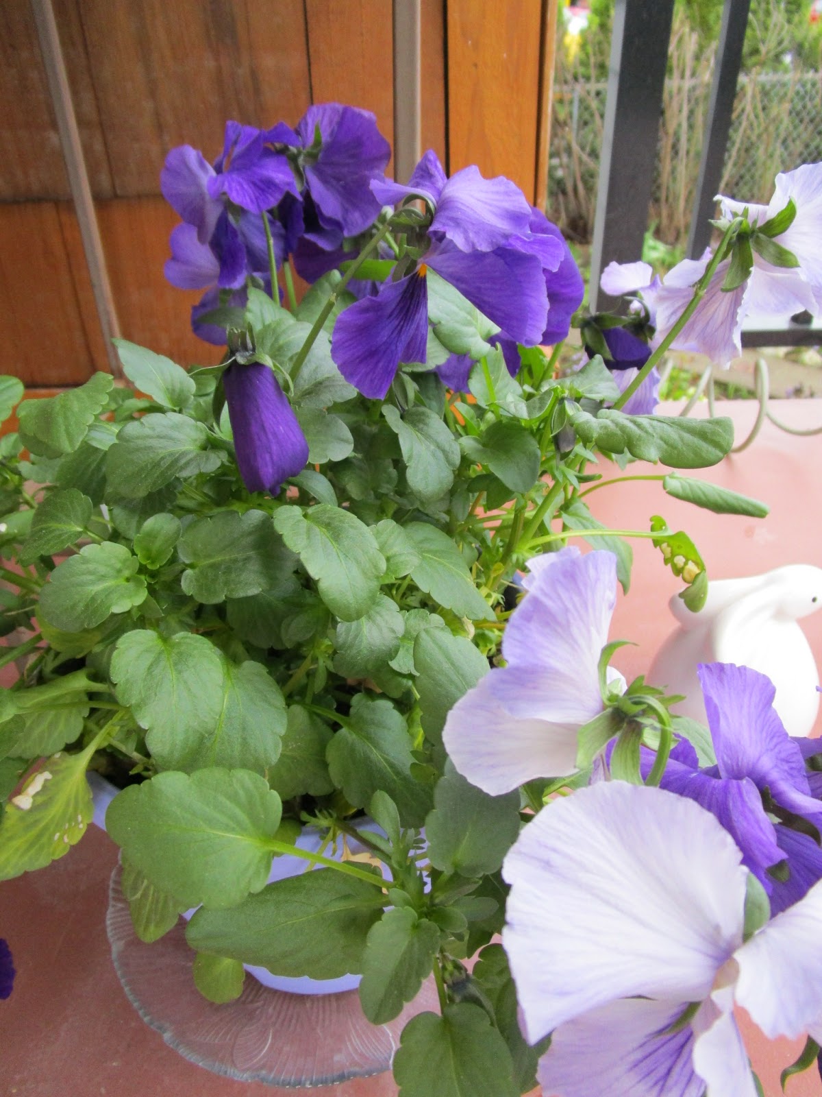 Granny Marigold: Purple