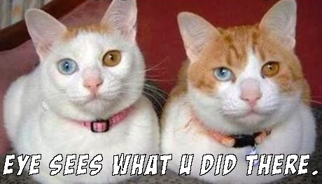 Great Cats Be Funny BLOG: More Funny Cats GIFs and Memes