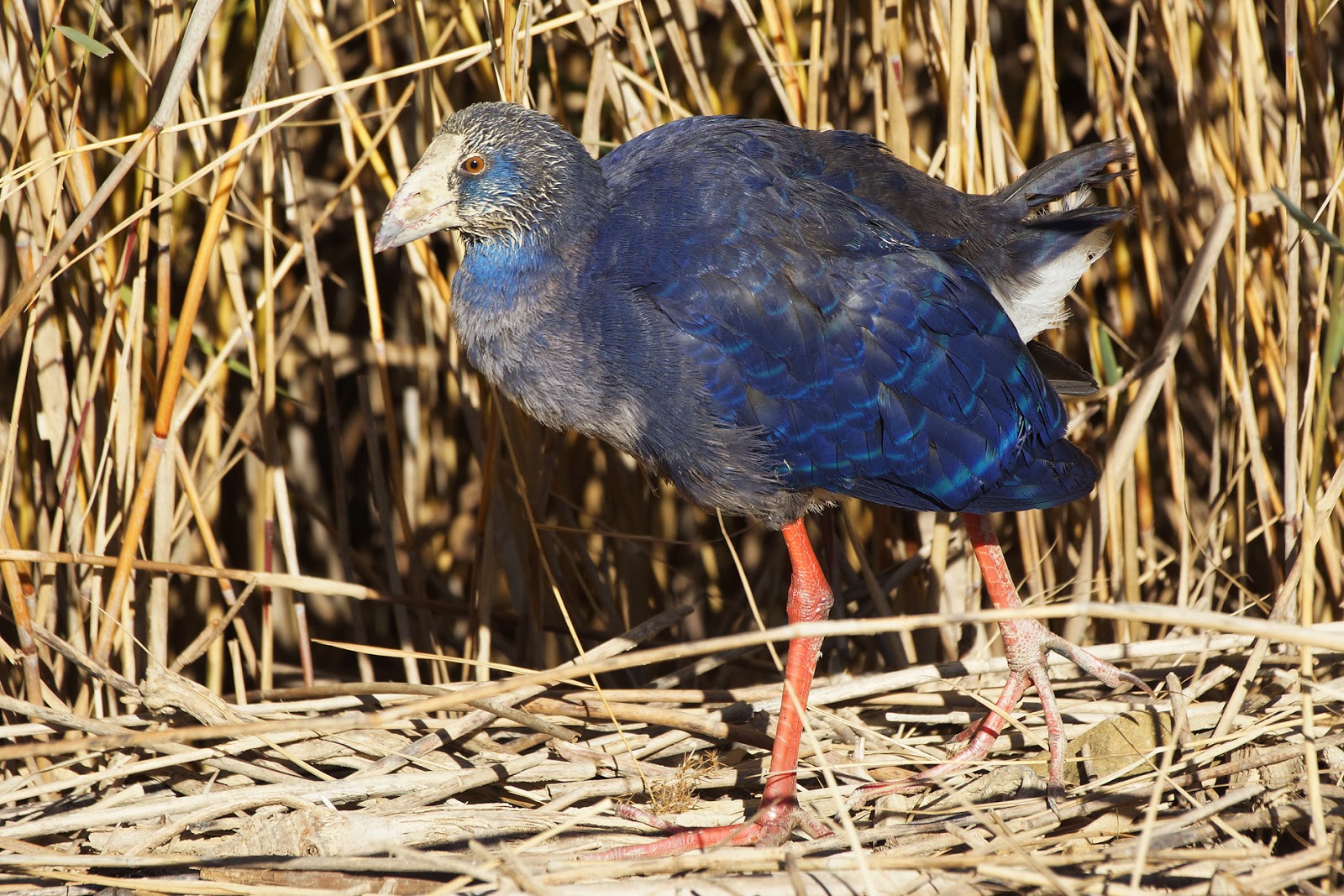 Pasión por las aves: Calamón común.(Porphyrio porphyrio)