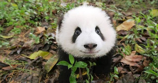ANIMALS TIME : Panda (Gallery 2)